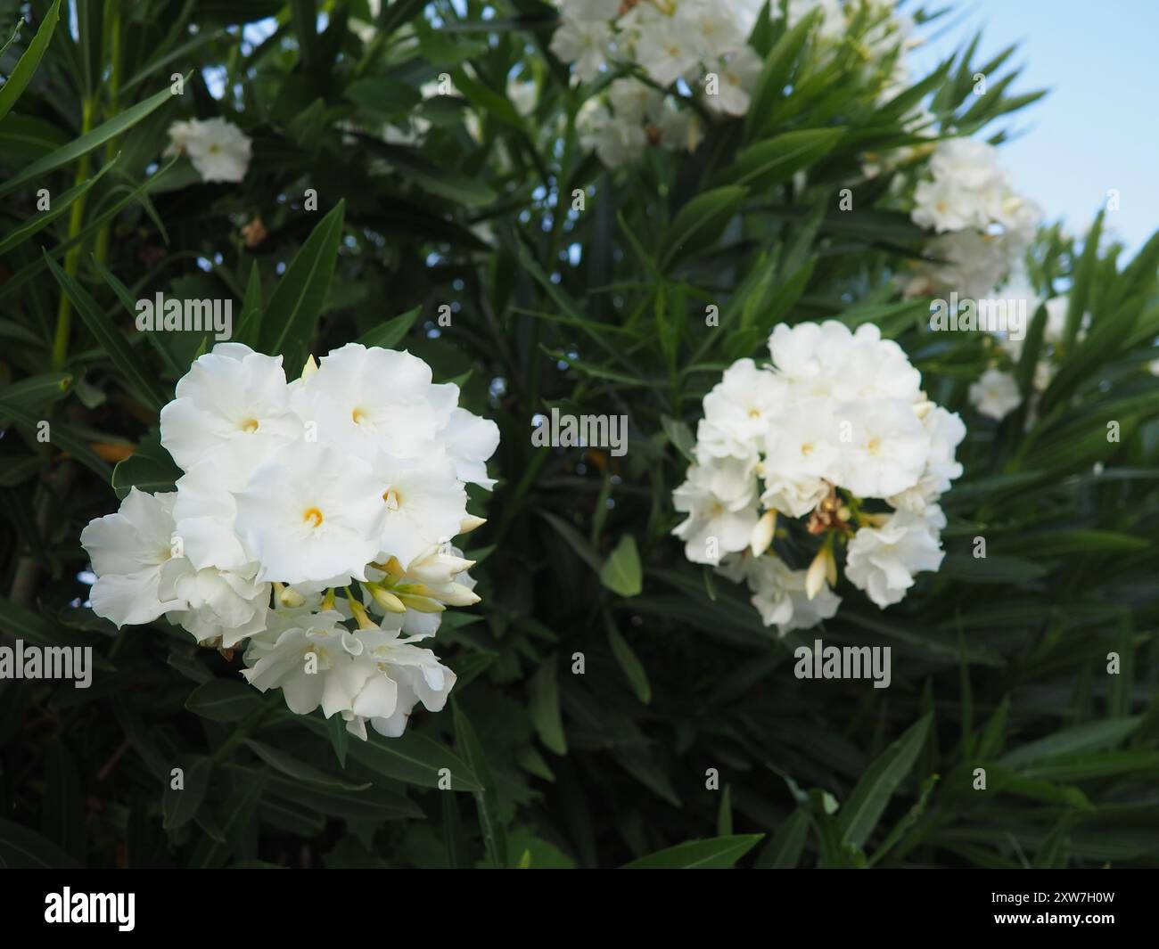 Nerium oleander, rosebay cultivated worldwide in temperate and ...