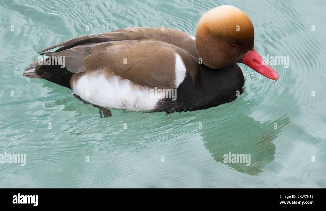 Lake bird species hi-res stock photography and images - Alamy