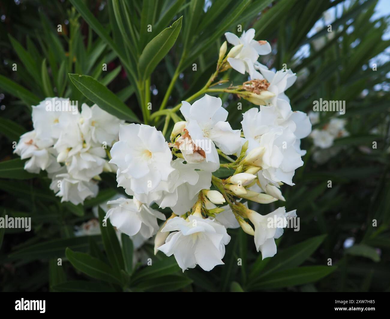 Nerium oleander, rosebay cultivated worldwide in temperate and ...