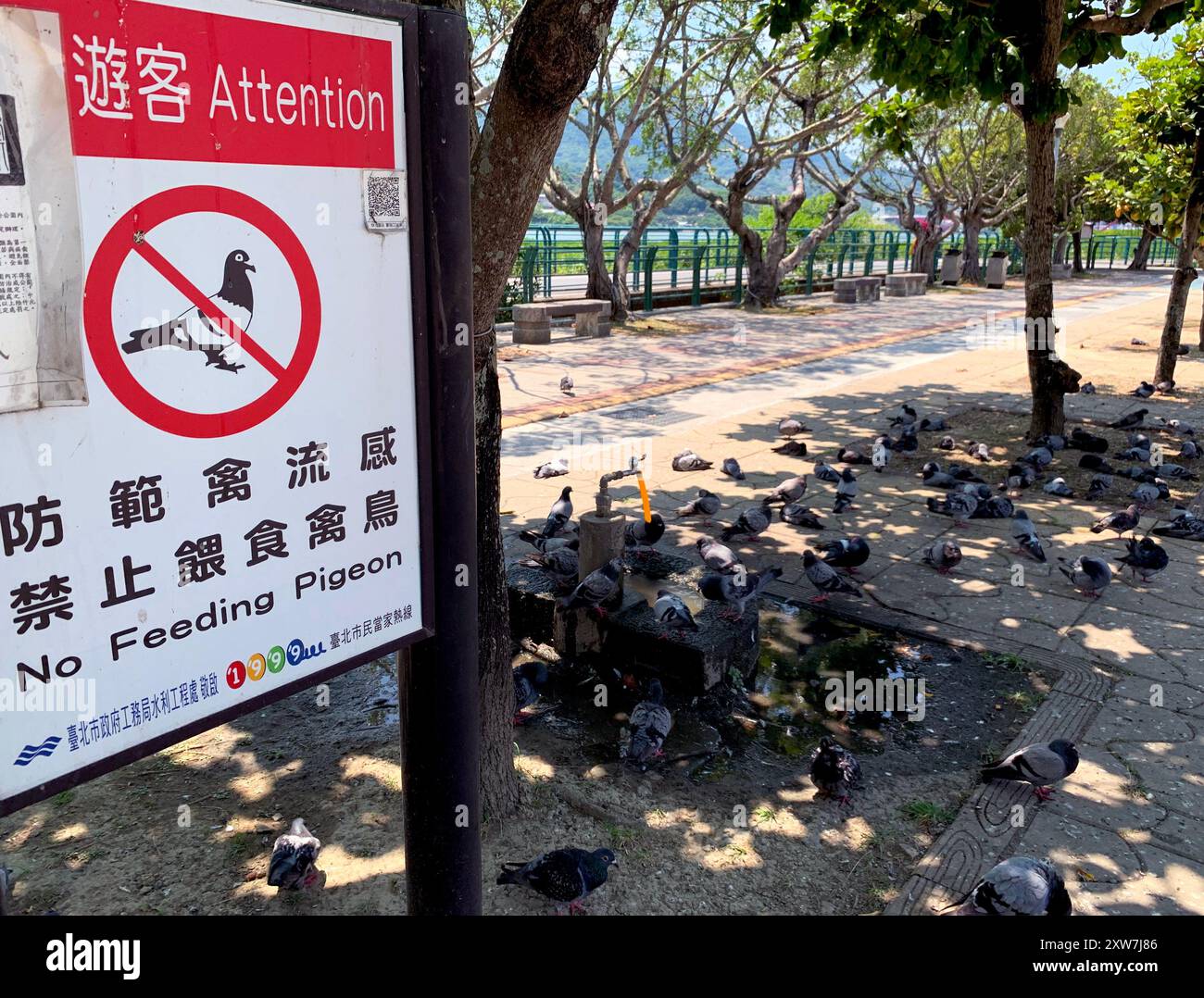 Taipei, Taiwan; 28 July 2022: Pigeons Gather in Front of a sign ...