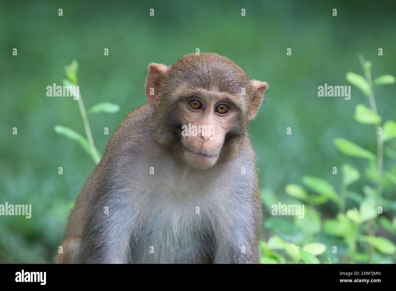 Photo of monkey hi-res stock photography and images - Alamy