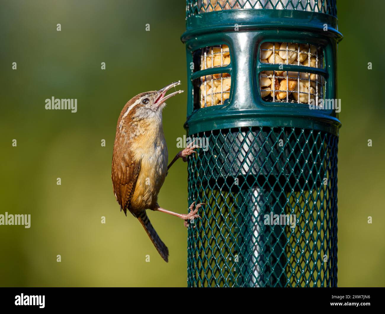 Carolina wren at bird feeder hi-res stock photography and images - Alamy