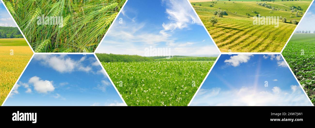 Panoramic view of green field and blue sky with light clouds. Collage ...