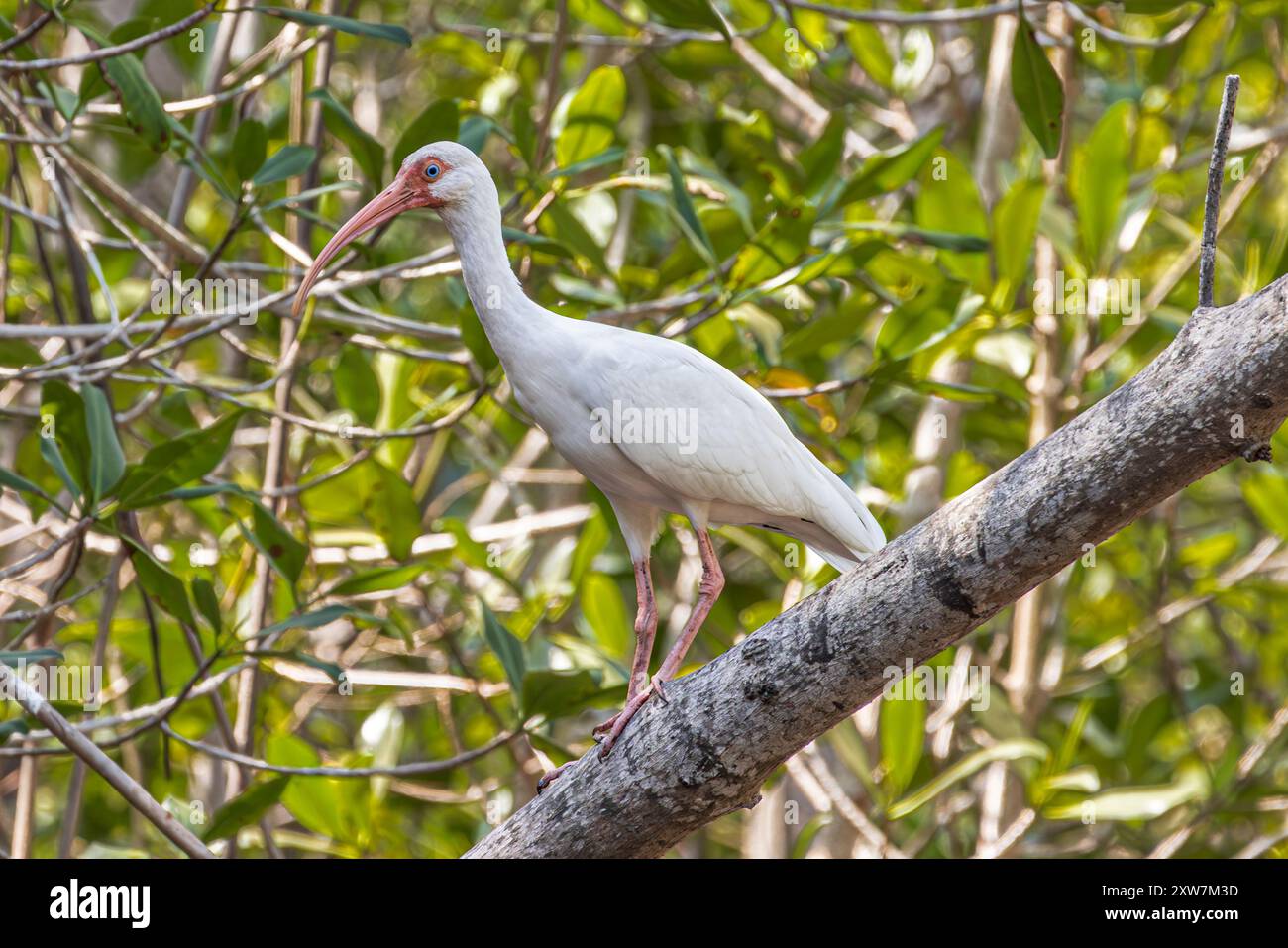 American white ibis (Eudocimus albus) in mangrove forest in Juan Venado ...