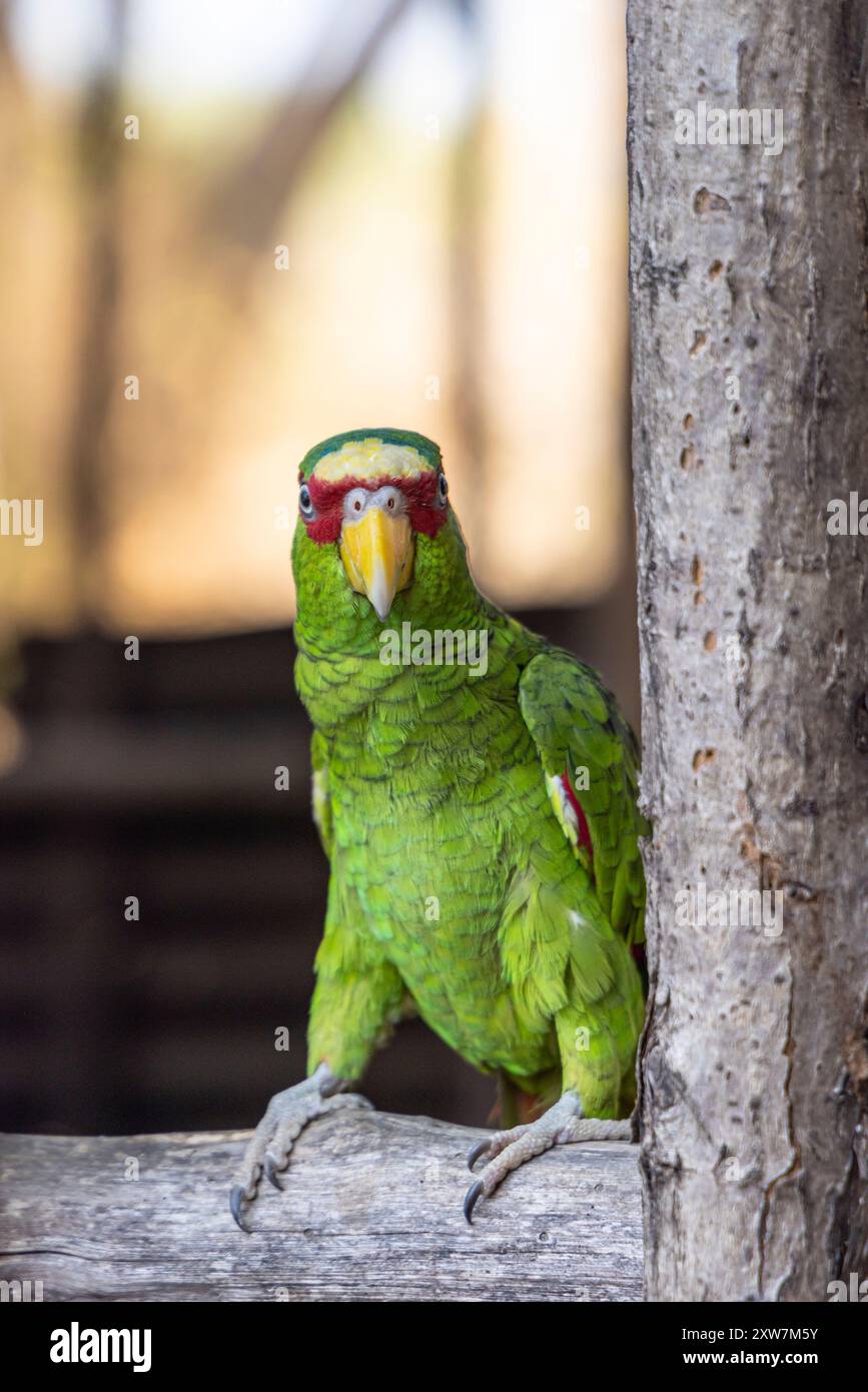 White-fronted amazon (Amazona albifrons) parrot in Las Penitas entrance ...