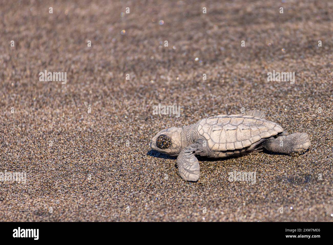 View of newborn baby hawksbill sea turtle (Eretmochelys imbricata ...