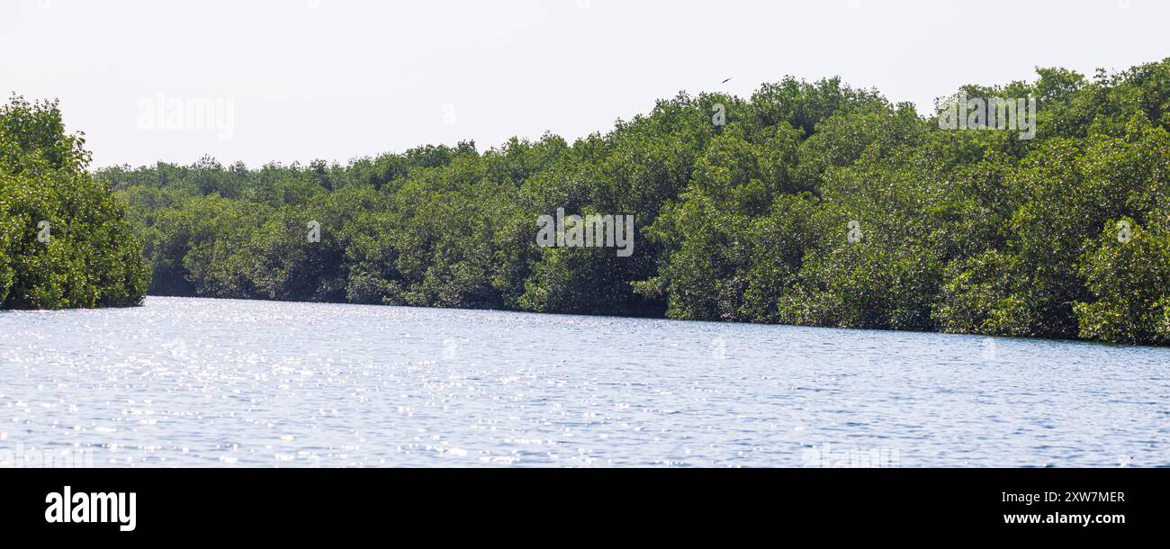 Panoramic view of Magrove seed pods in Juan Venado island nature ...