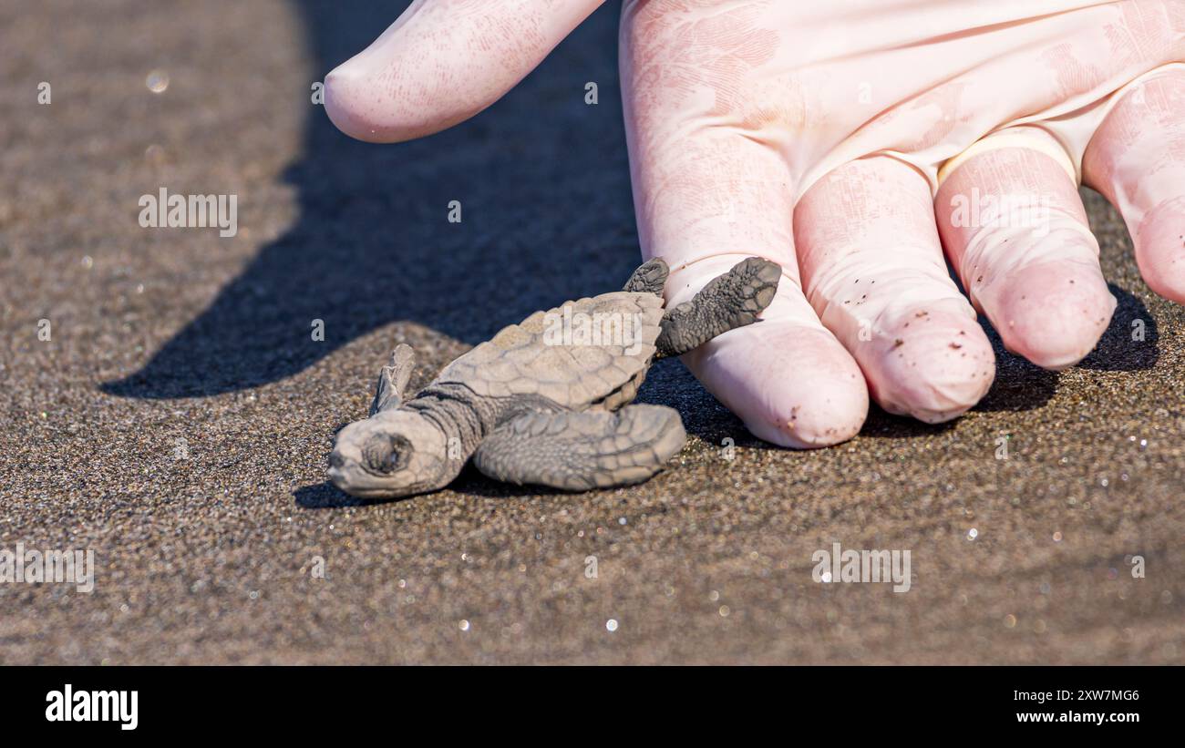 Releasing newborn baby hawksbill sea turtle (Eretmochelys imbricata ...