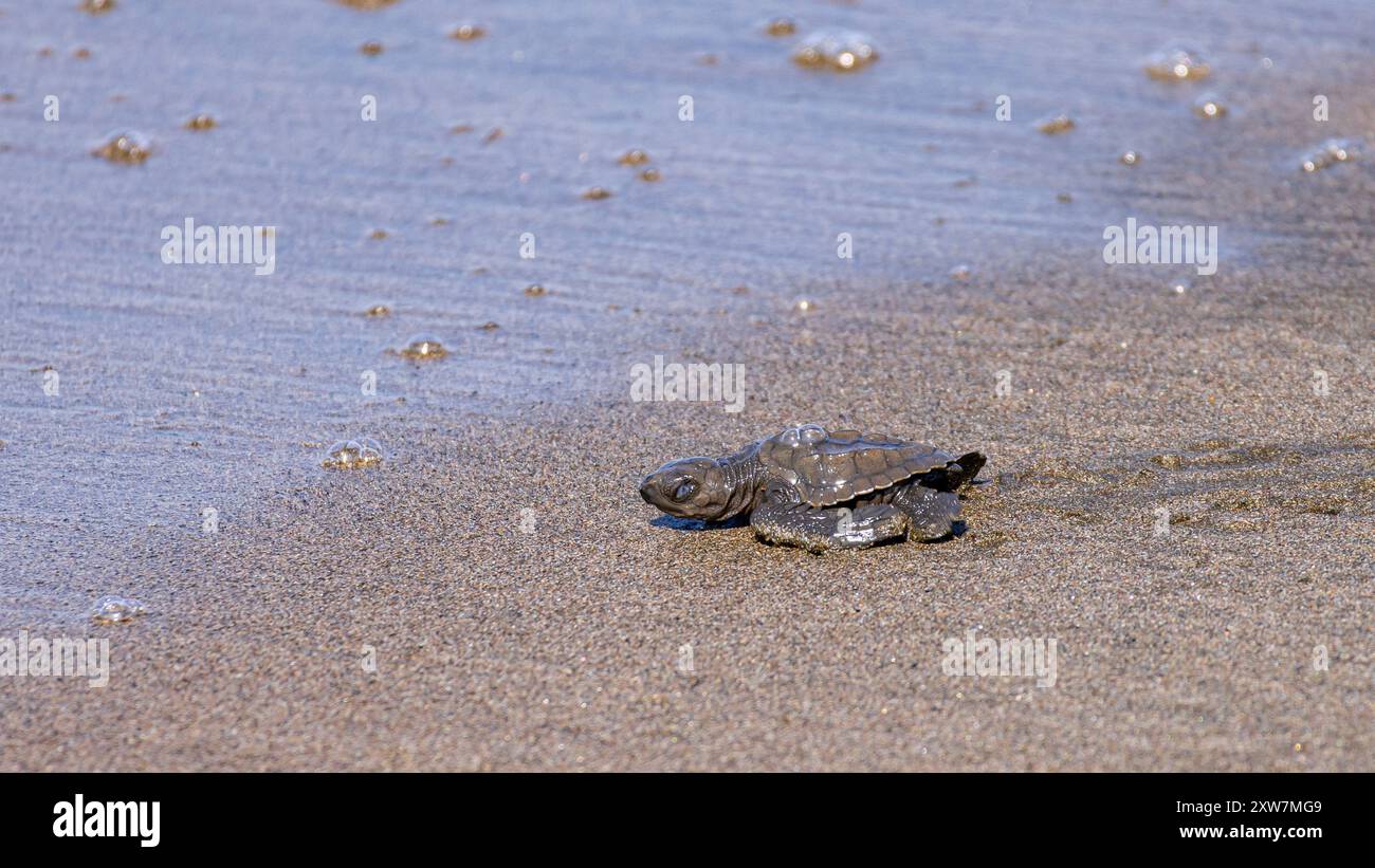 View of newborn baby hawksbill sea turtle (Eretmochelys imbricata ...