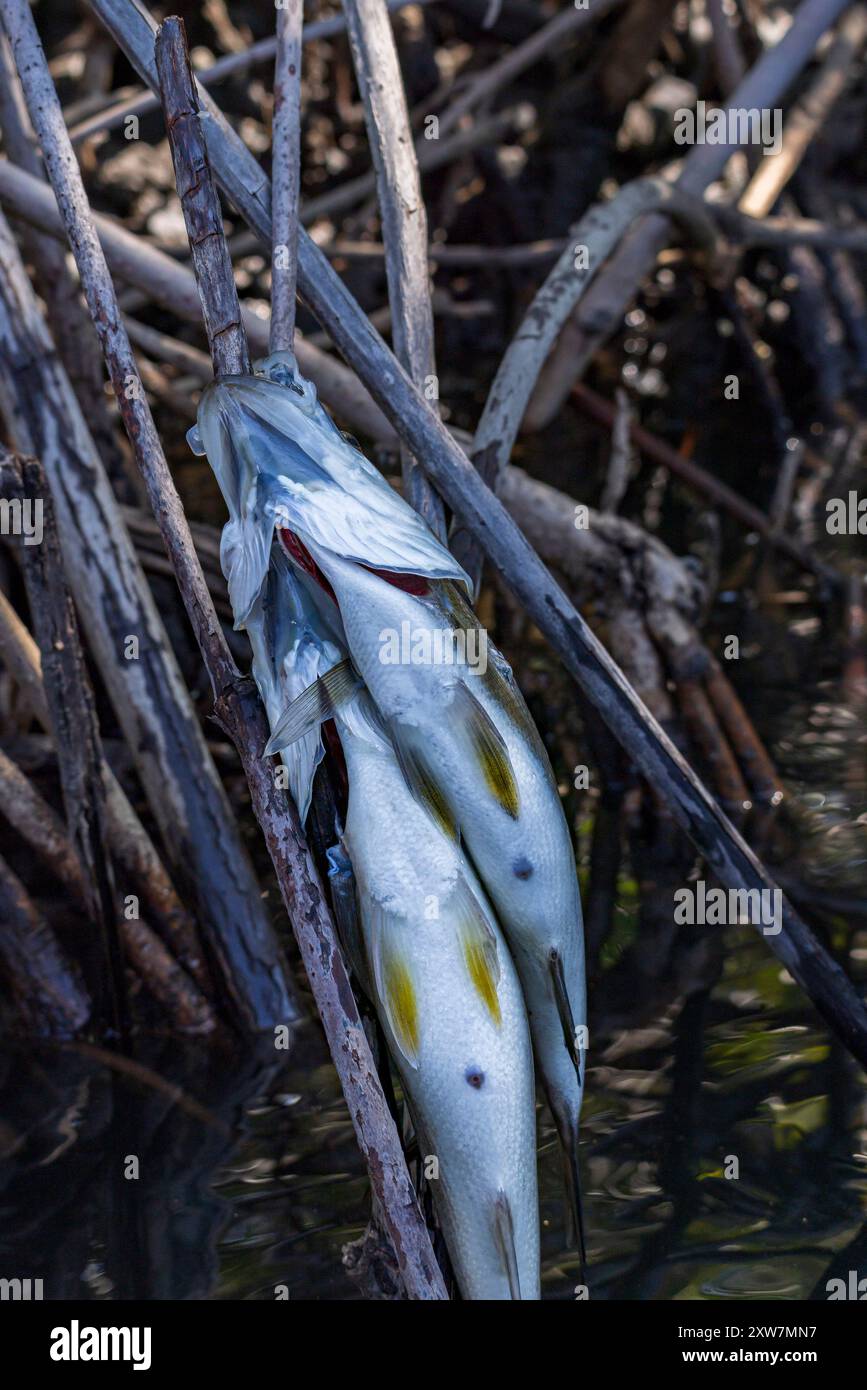 Fisherman's catch from Mangrove impaled on branch in Juan Venado island ...