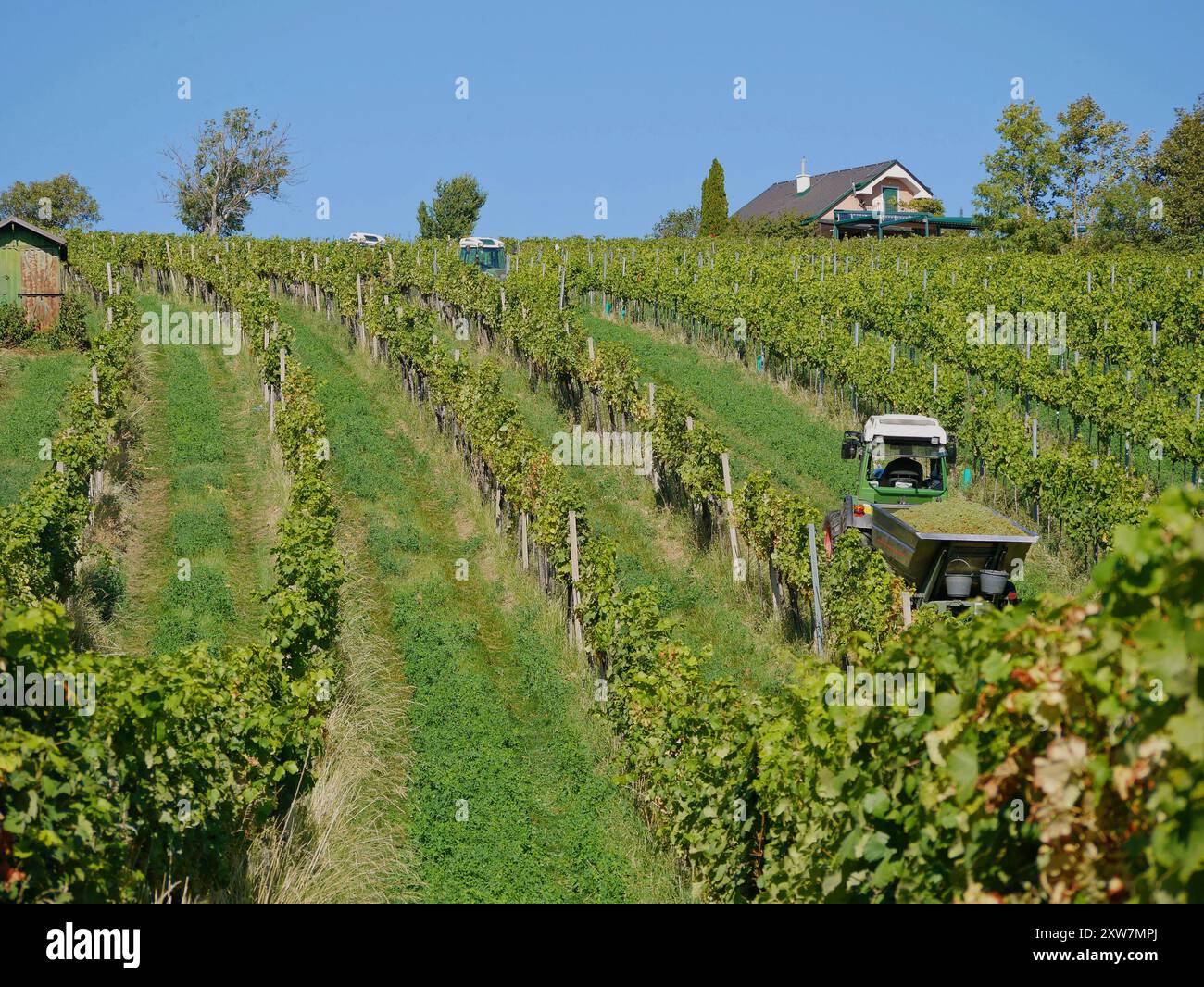 Industrial harvesting of grapes for wine production. Tractors in vineyard rows during harvest ...