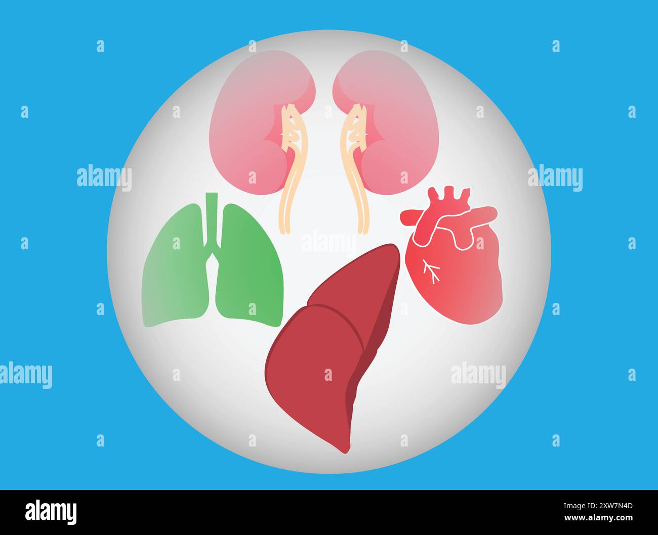 Human internal organs in a transparent globe, organ donation concept ...