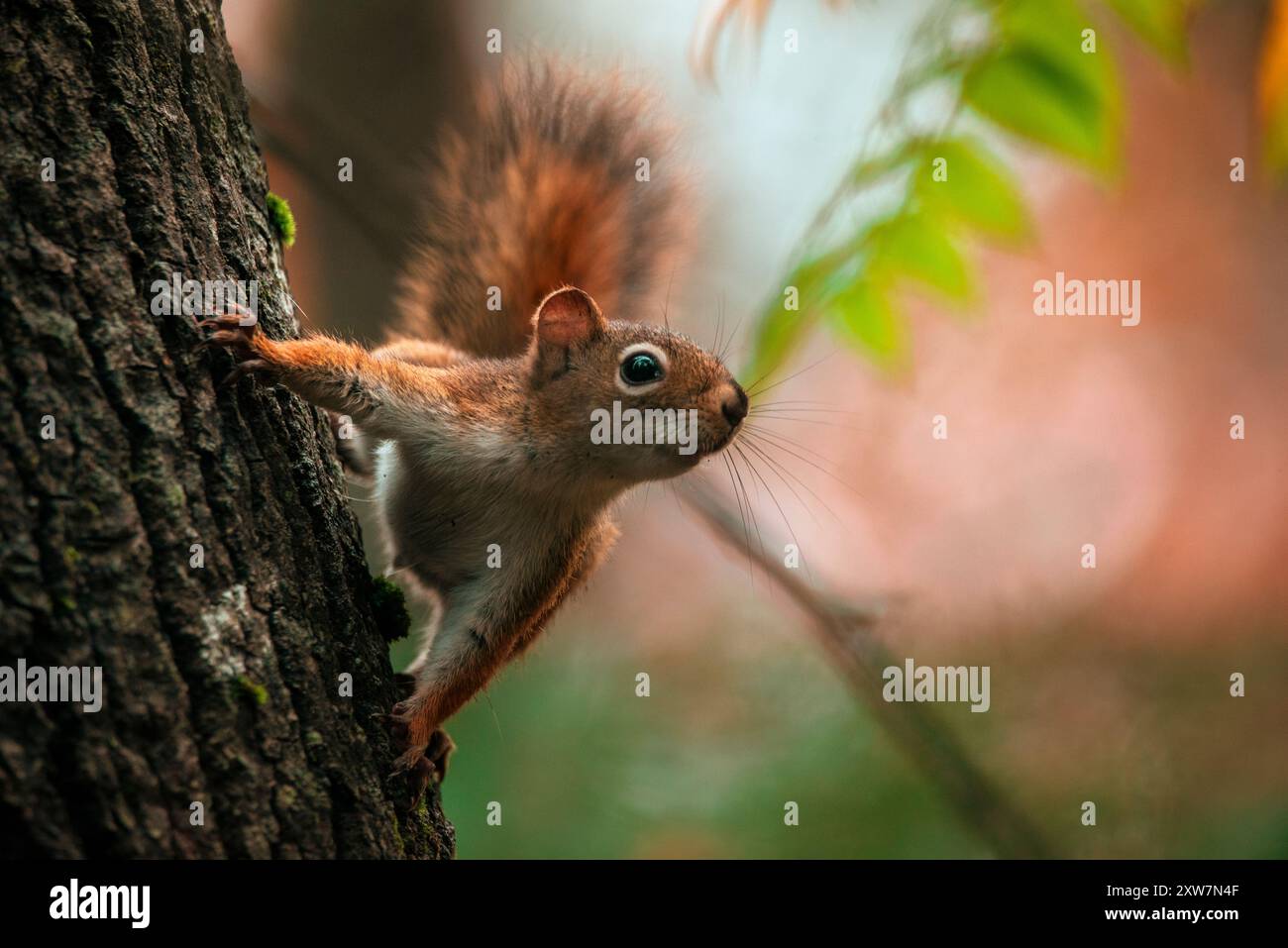 Clipart animal outline hi-res stock photography and images - Alamy