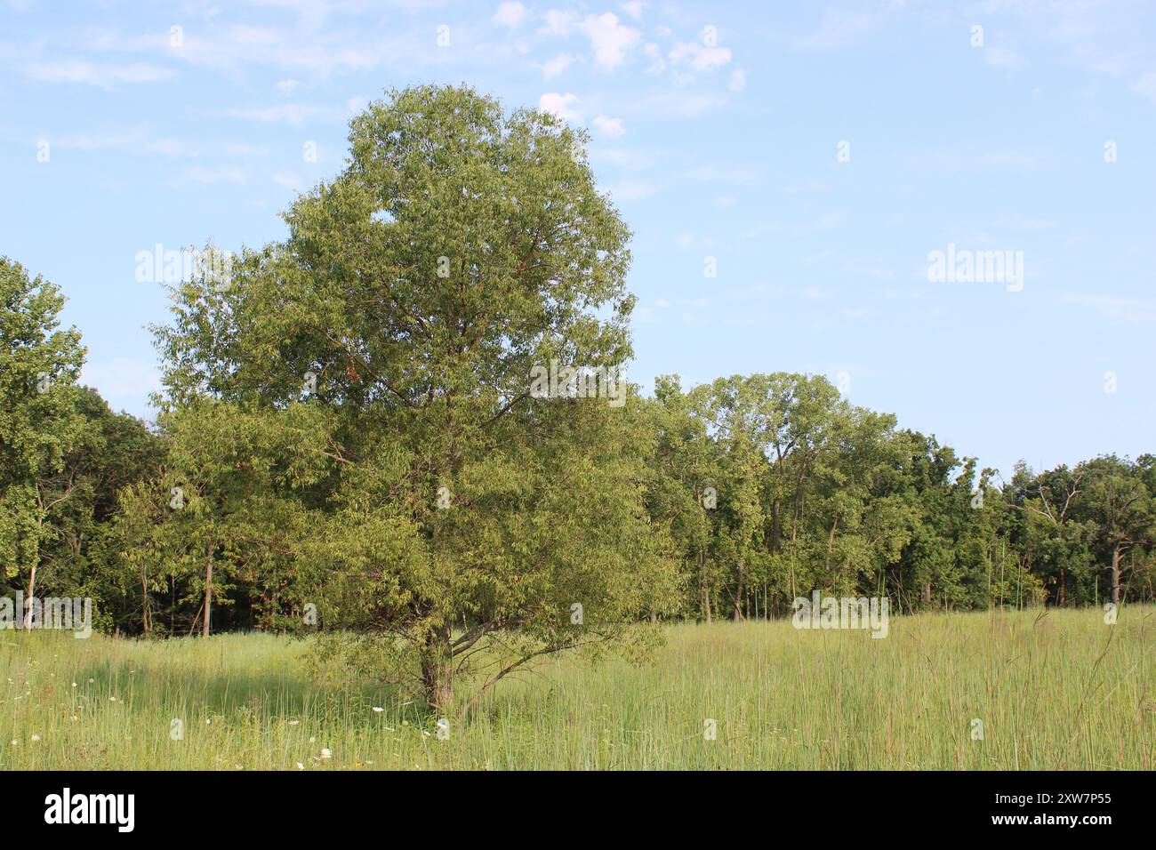 One black willow tree in at the restored tallgrass prairie at Linne ...
