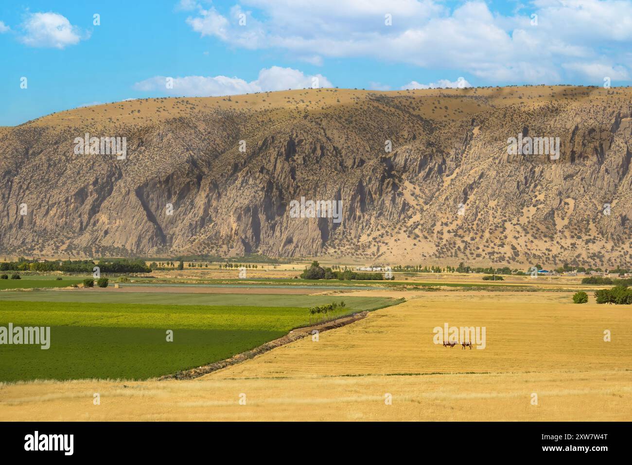 Cattle grazing in the farmland,shiraz,iran Stock Photo - Alamy