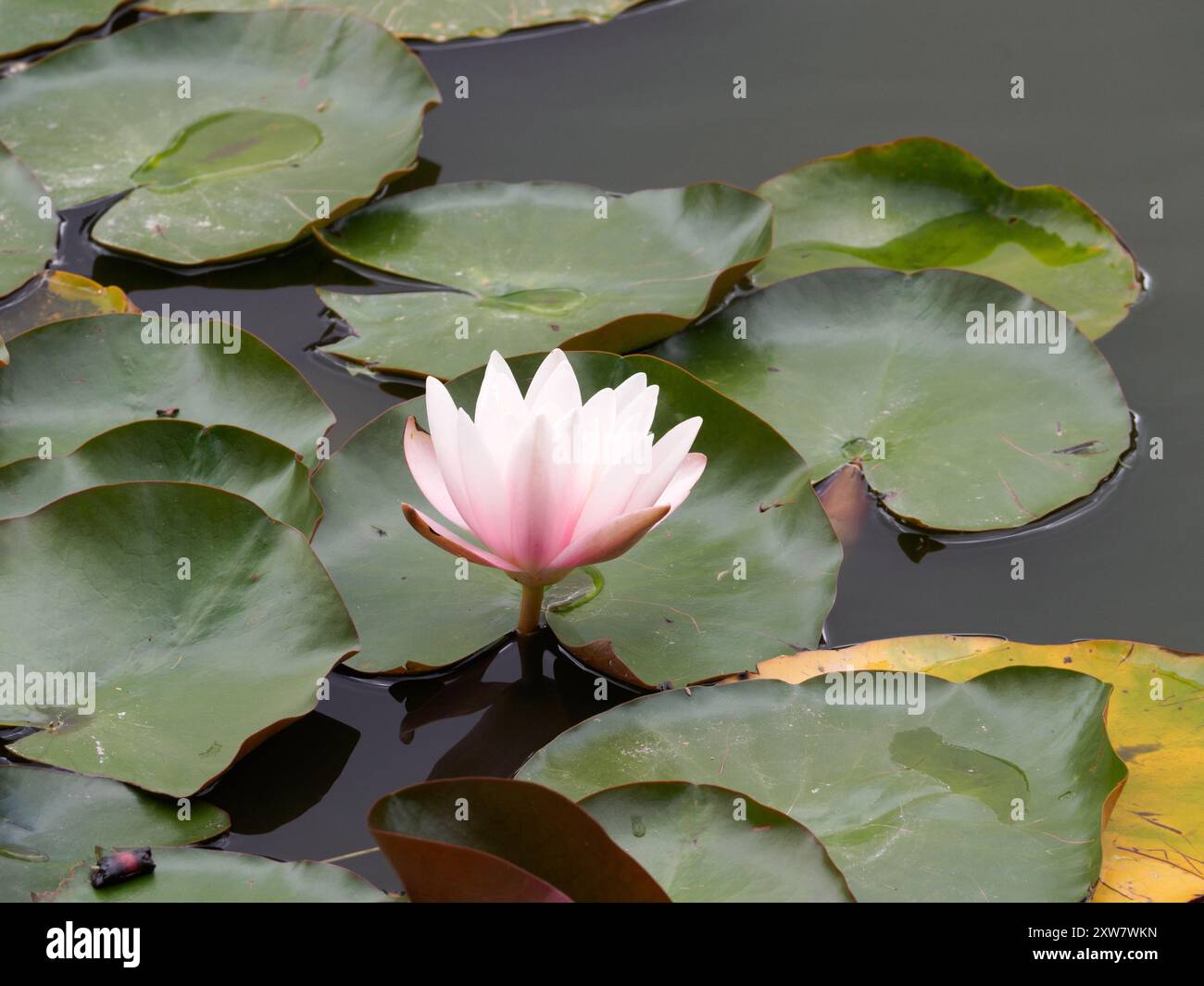 Nymphaea rosea hi-res stock photography and images - Alamy
