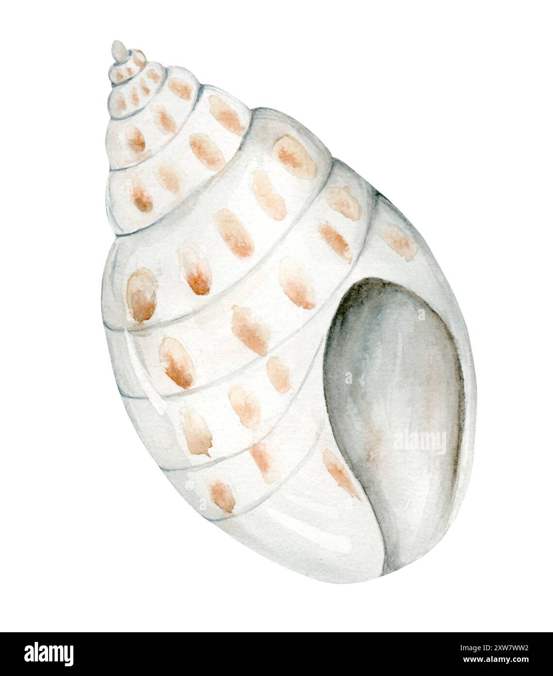 Sea Shell Jaguar Natick. Isolated drawing on a white background ...