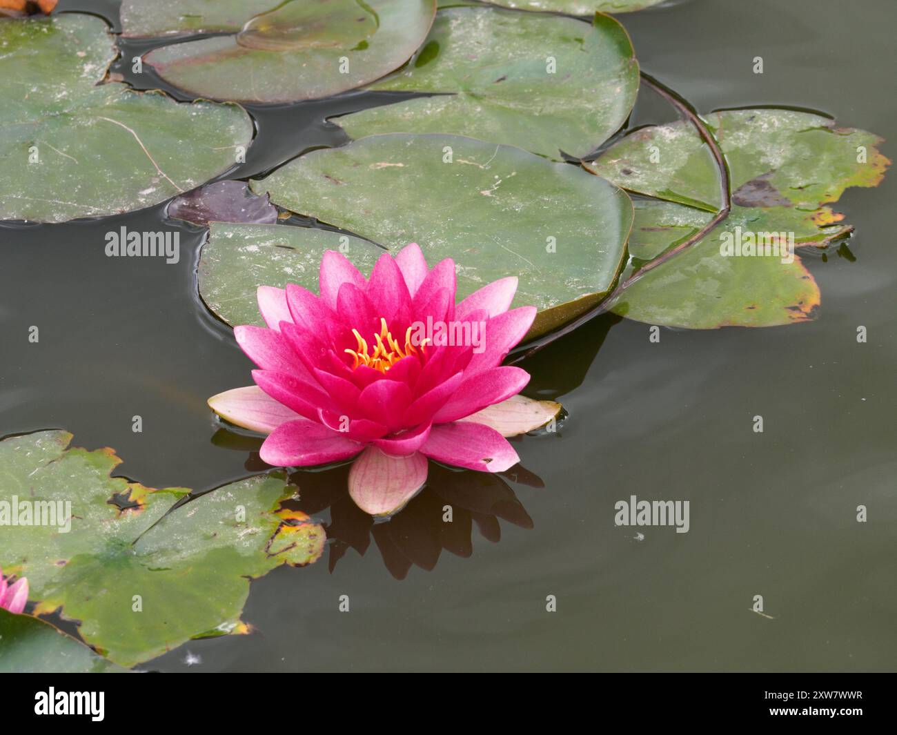 Nymphaea conqueror hi-res stock photography and images - Alamy