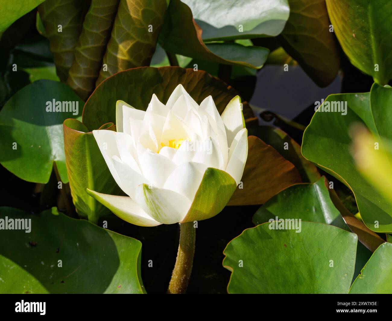 Virginalis hi-res stock photography and images - Alamy