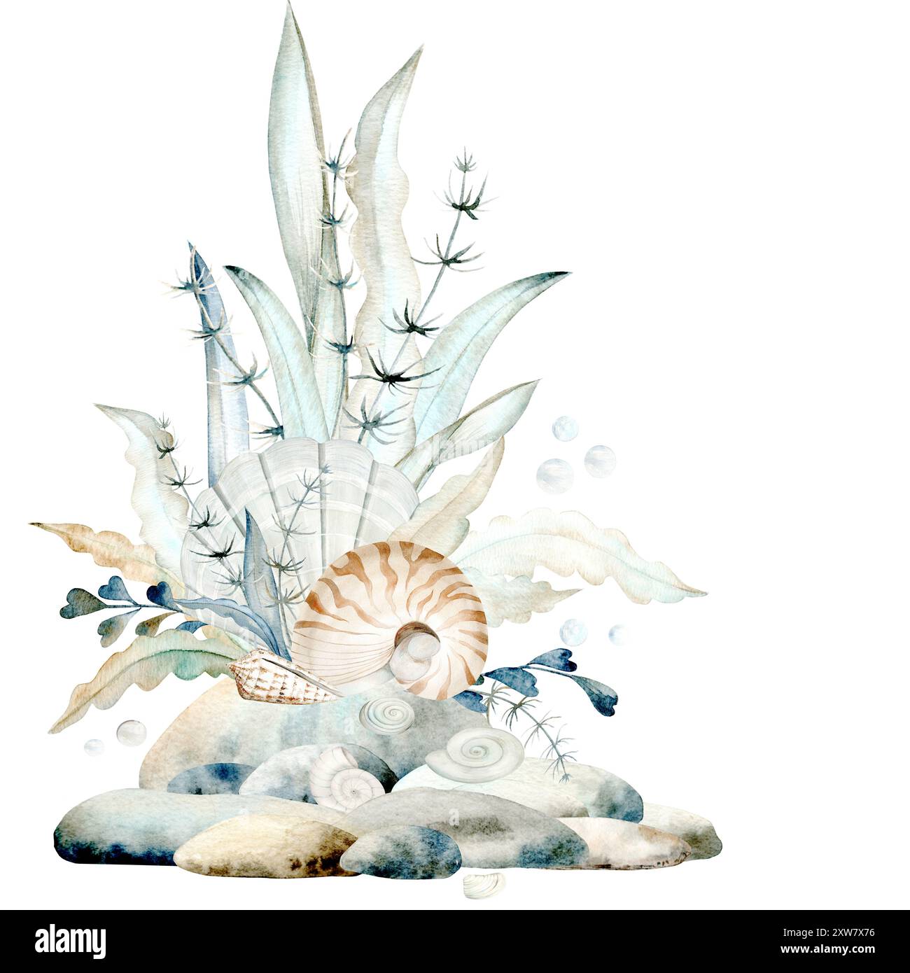 Composition of sea shells, pebbles and seaweed watercolor drawing. Hand ...