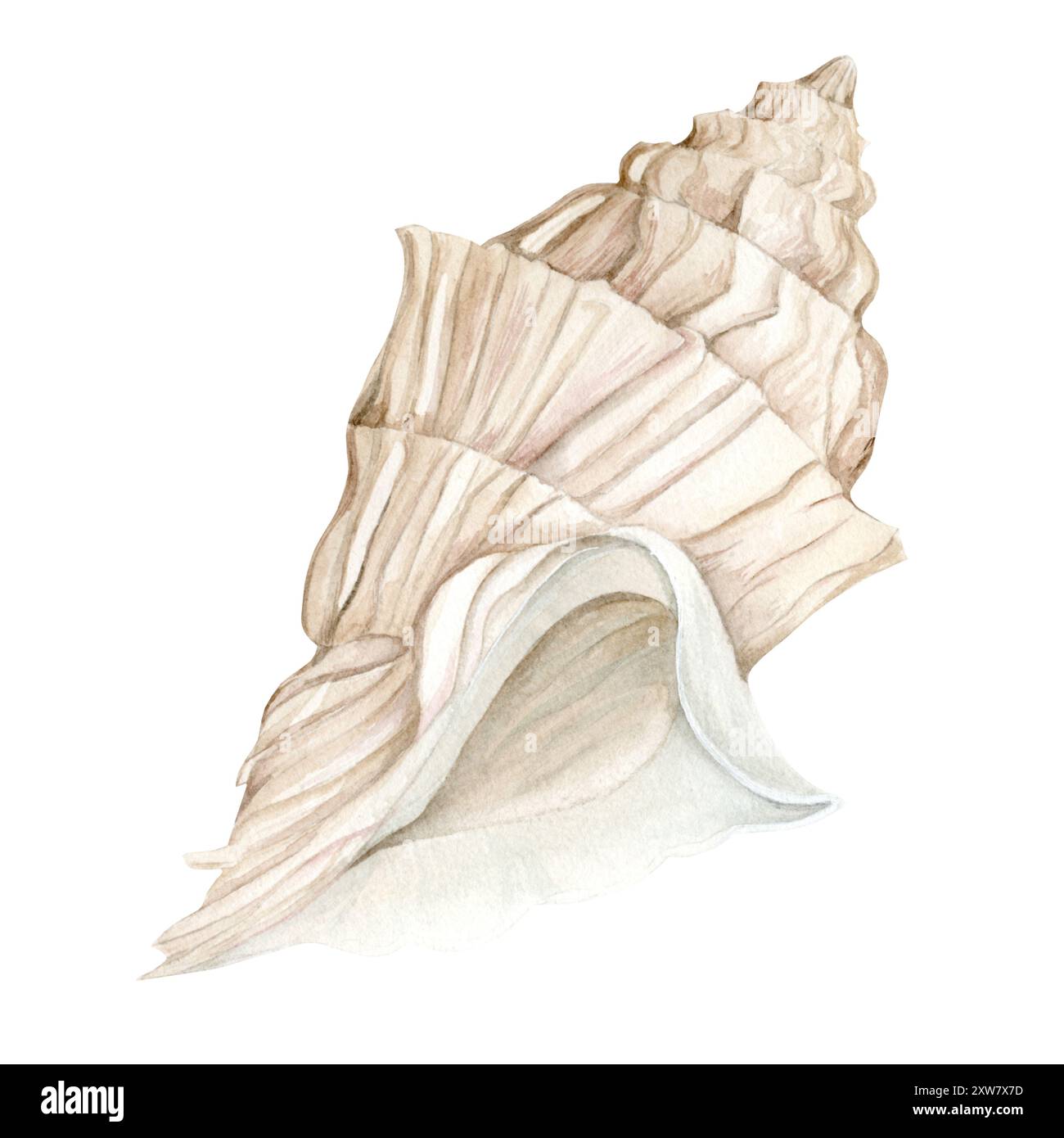 Sea Shell by Linatella Caudata. Isolated drawing on a white background ...