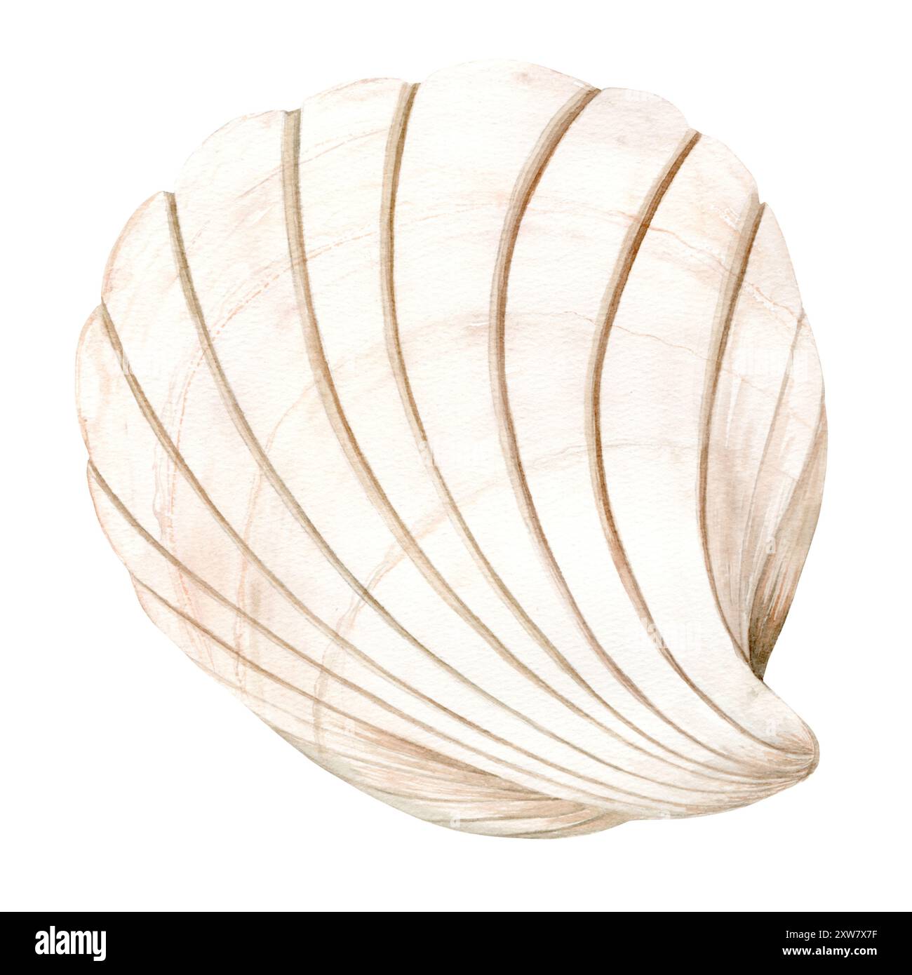 Sea Shell on white background. Watercolor illustration in pastel colors ...