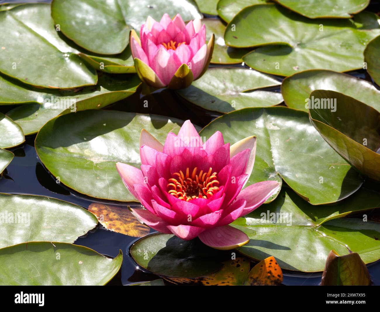 Nymphaea 'James Hudson' Stock Photo - Alamy