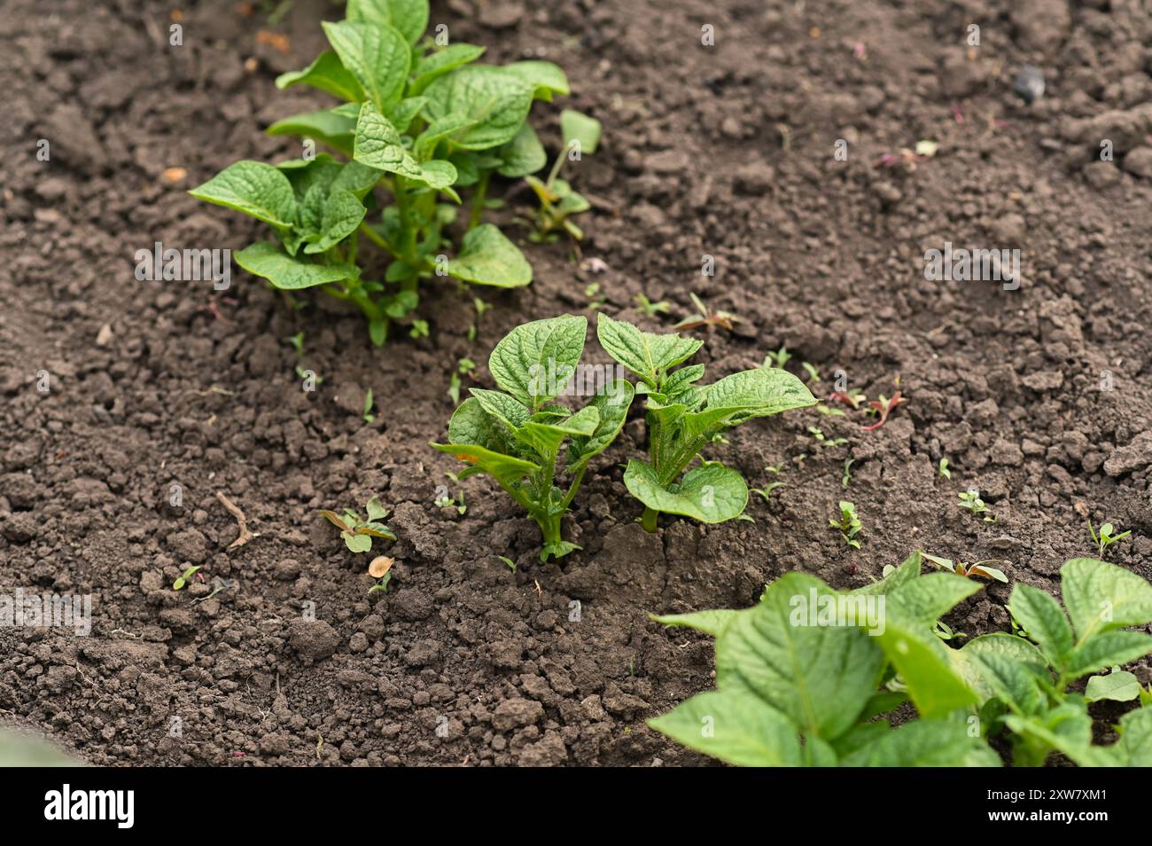 Green potato seedlings in hi-res stock photography and images - Alamy