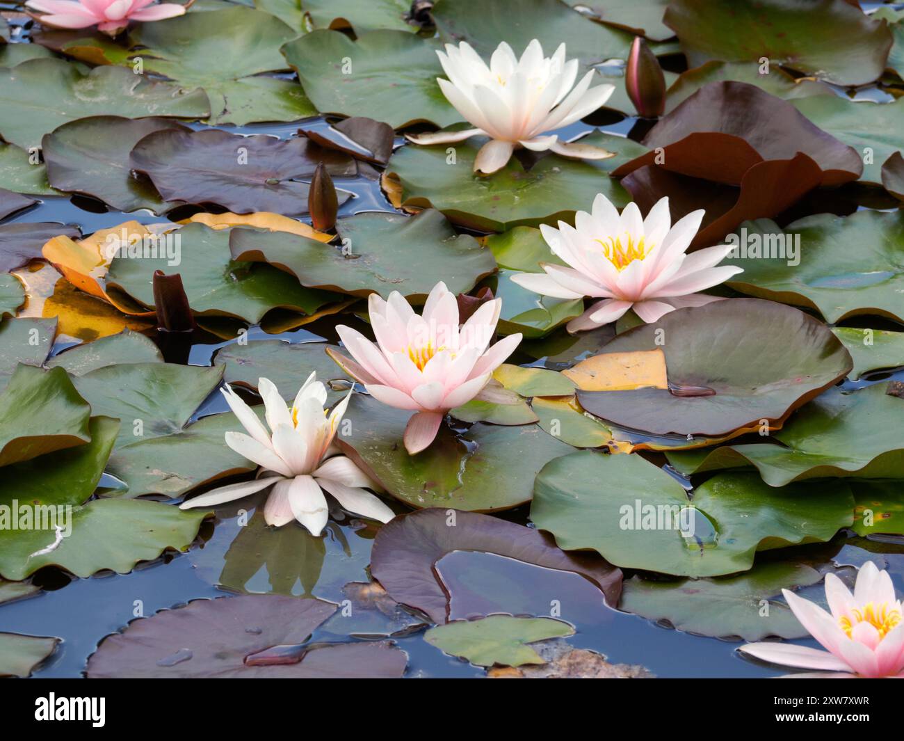 Nymphaea rosennymphe hi-res stock photography and images - Alamy
