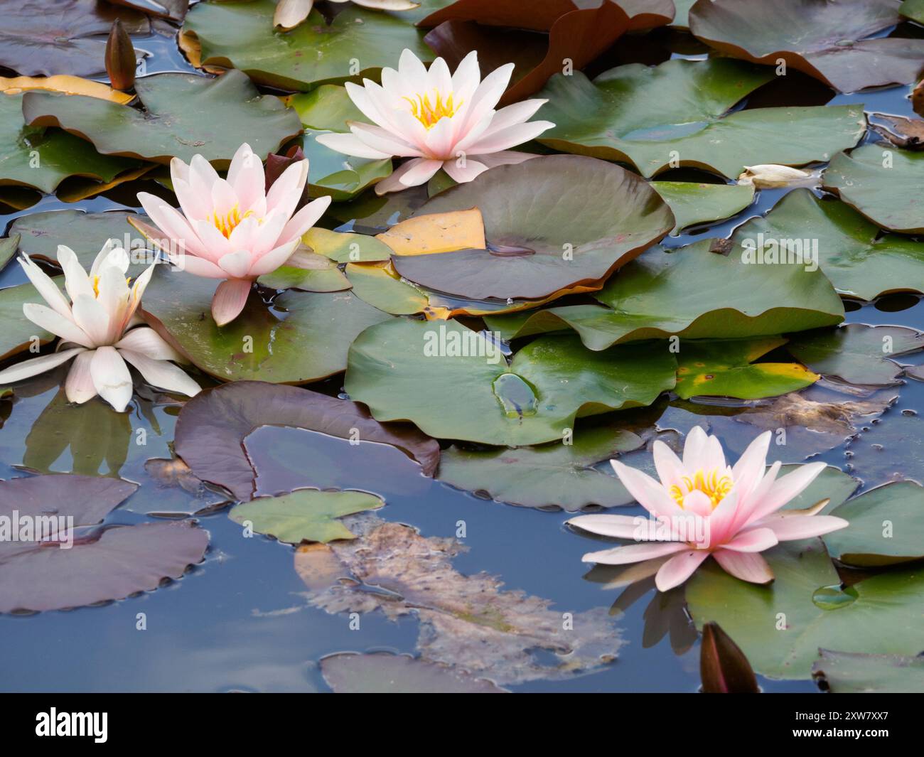 Nymphaea rosennymphe hi-res stock photography and images - Alamy