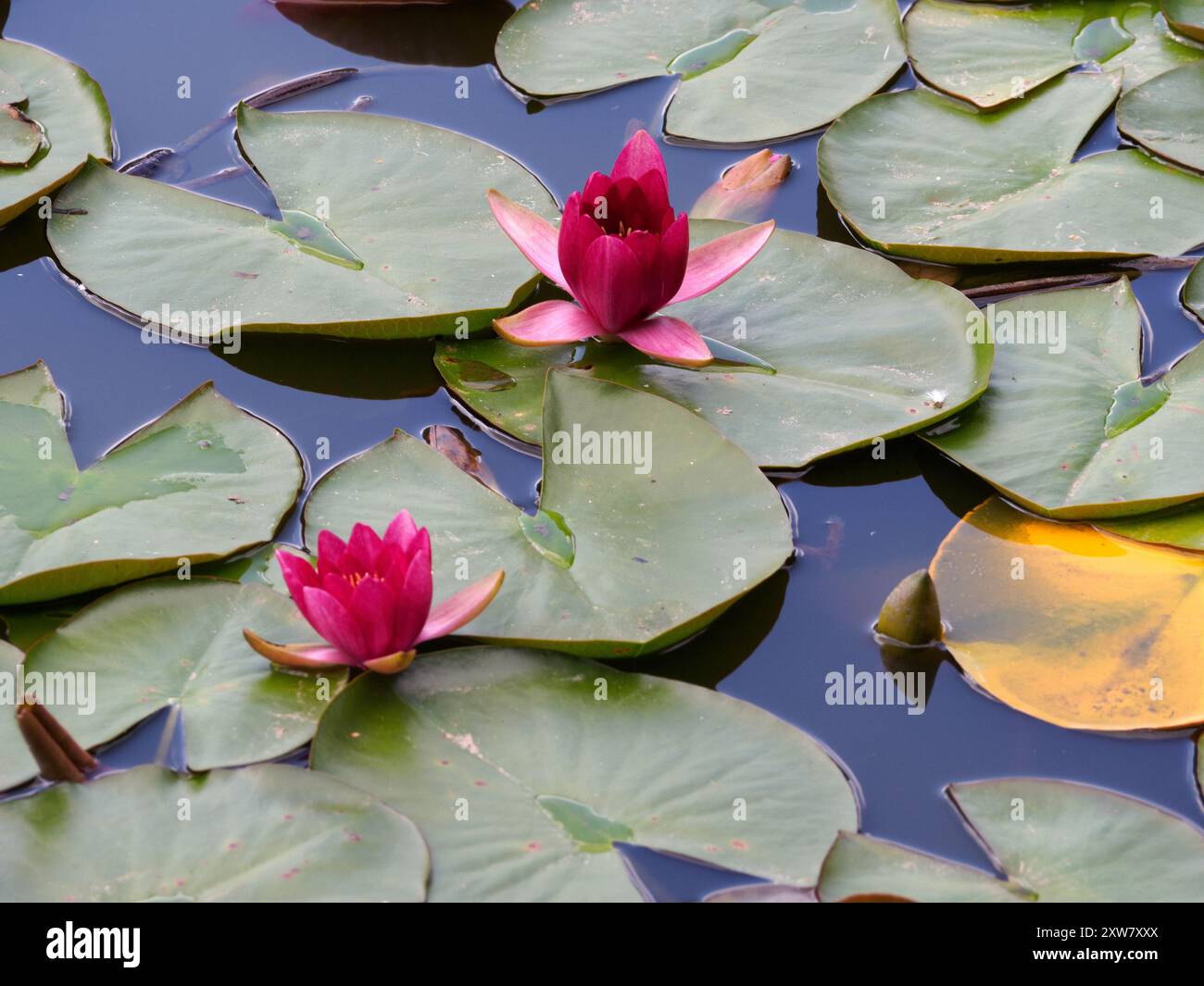 Nymphaea rosea hi-res stock photography and images - Alamy