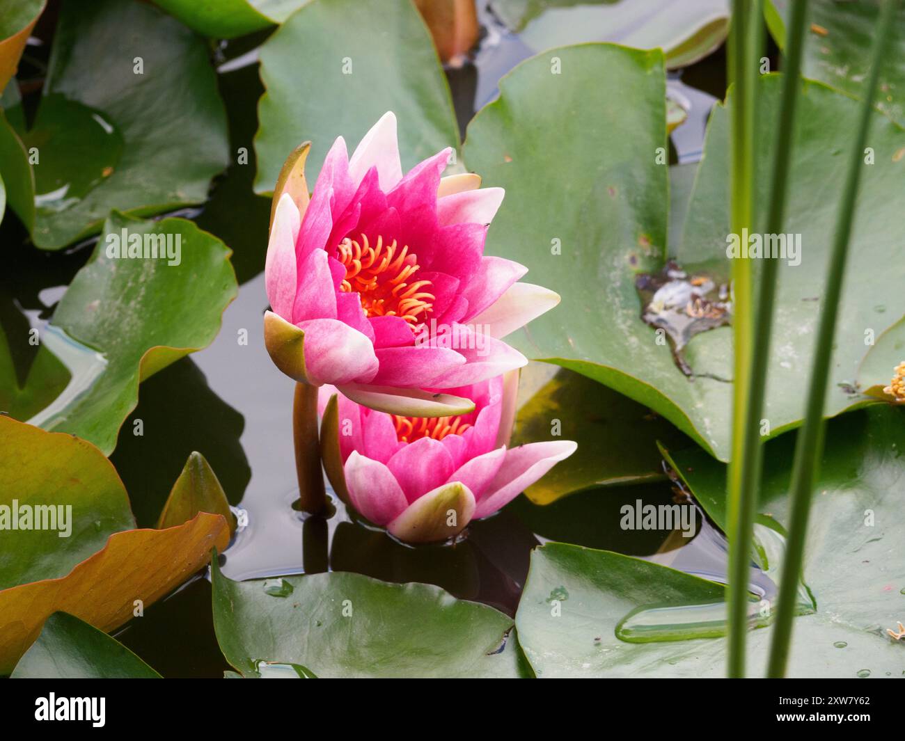 Nymphaea pink flower hi-res stock photography and images - Alamy