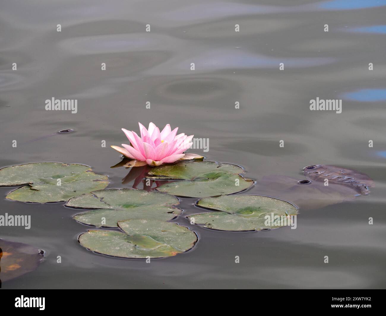 Nymphaea mayla hi-res stock photography and images - Alamy