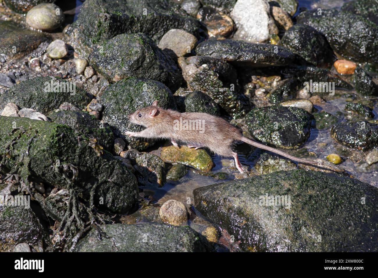 Douro River Rats: well adjusted, ie, good swimmers, fast and well ...