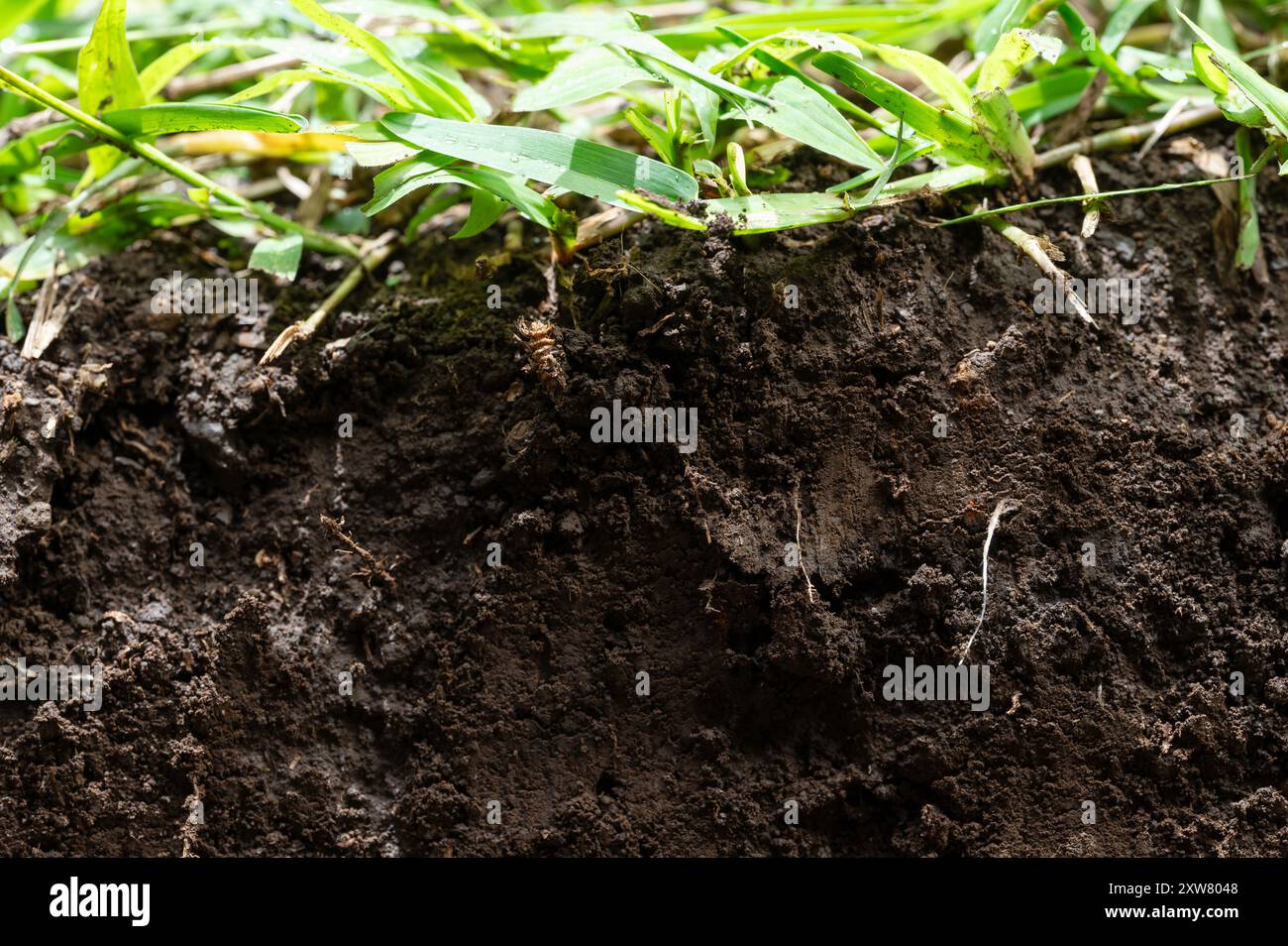 Rough brown soil with green grass plant macro close up view Stock Photo ...