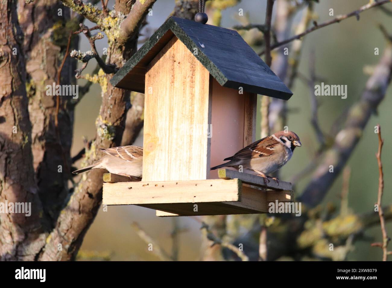 Birdfood birds bird hi-res stock photography and images - Alamy