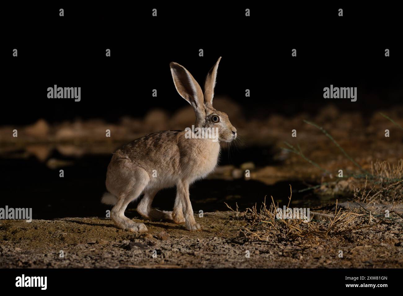 Cape hare (Lepus capensis Stock Photo - Alamy