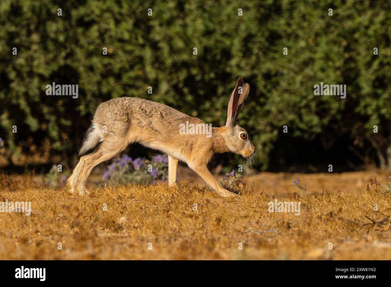 Cape hare (Lepus capensis Stock Photo - Alamy