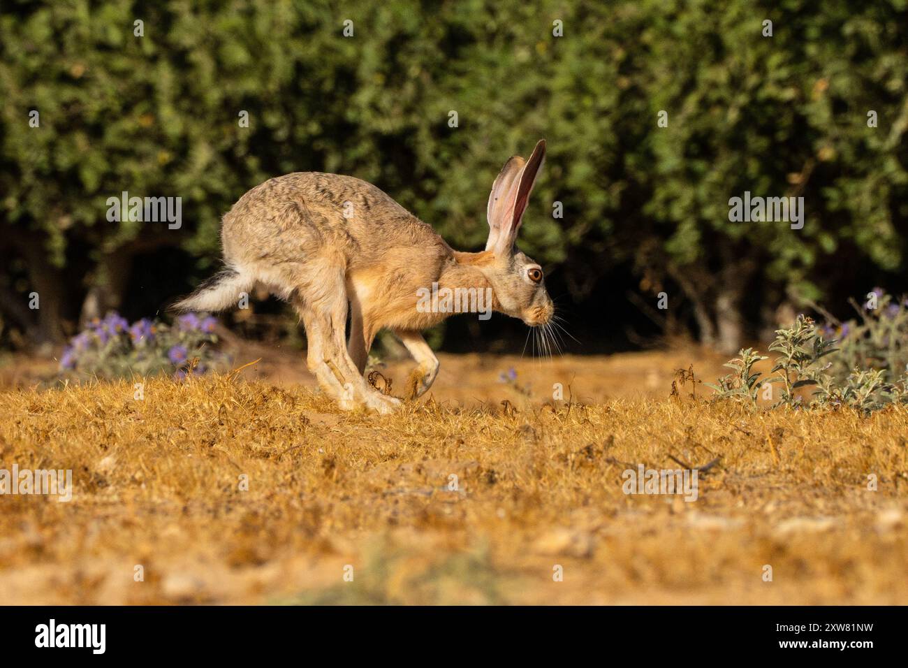 Cape hare (Lepus capensis Stock Photo - Alamy