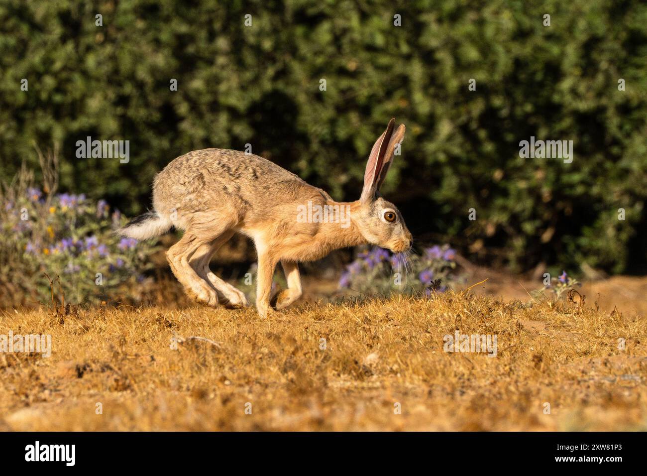 Cape hare (Lepus capensis Stock Photo - Alamy