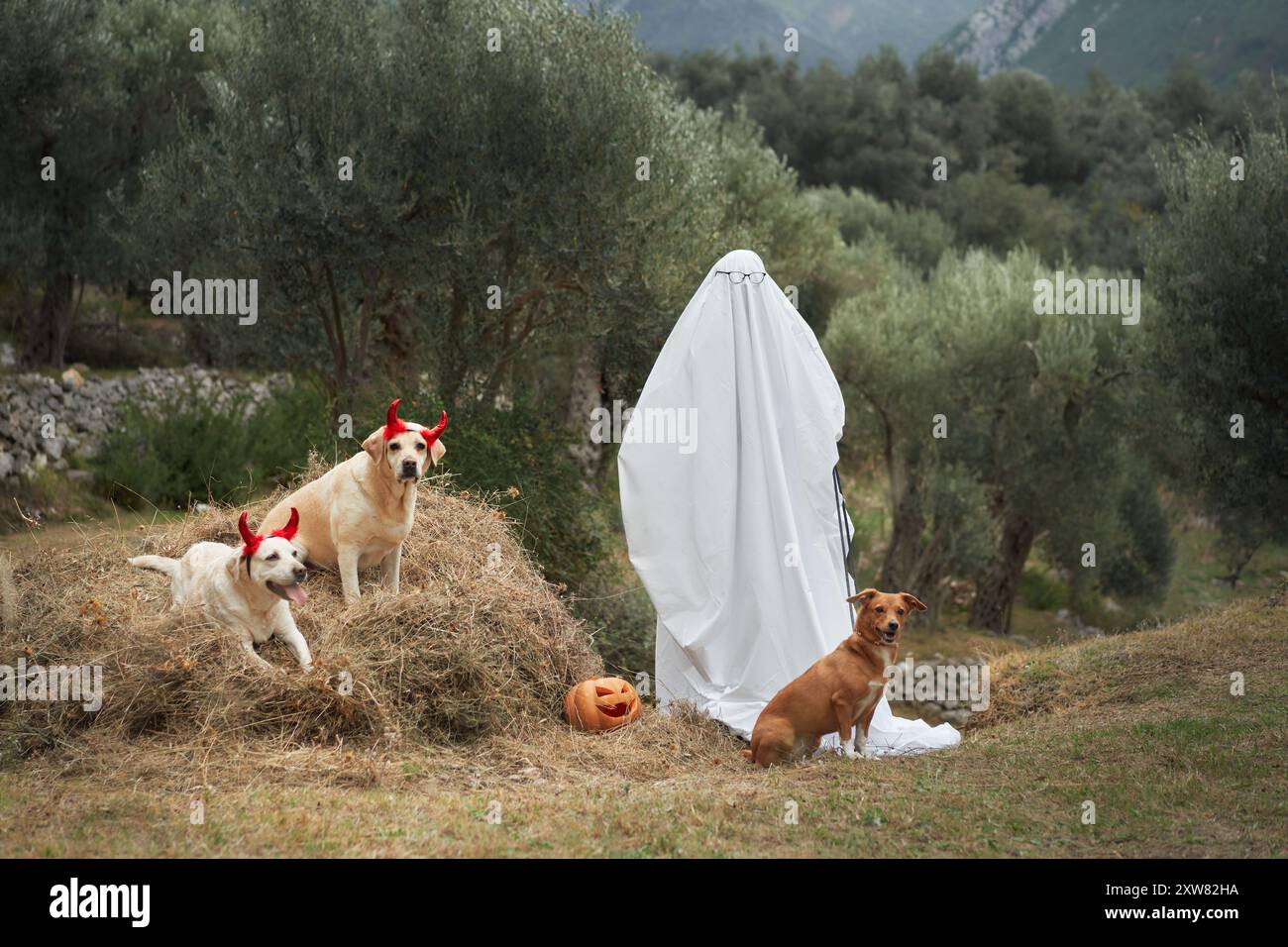 Dogs in Halloween setting. Two Labradors with devil horns and a ...