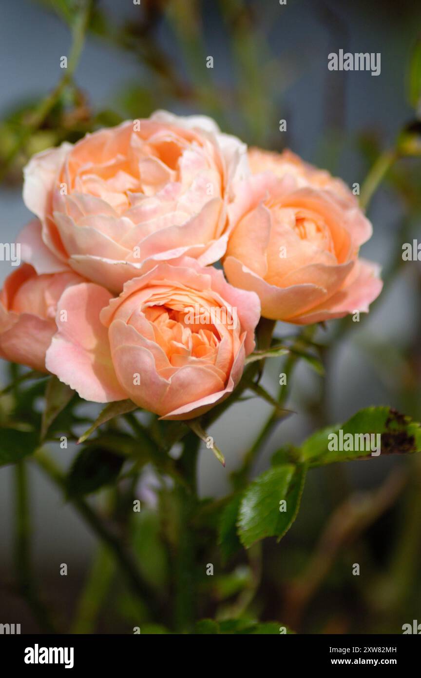 Roses (Rosa) in Garden in the Cotswolds Hook Norton Oxfordshire England ...