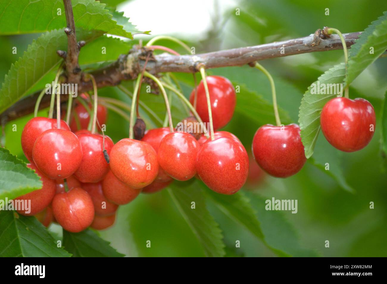 Red Cherries ( Prunus avium Stock Photo - Alamy