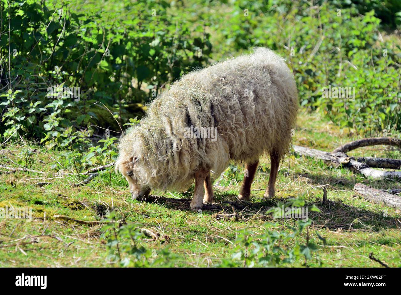A Ouessant sheep at Paignton zoo, South Devon Stock Photo - Alamy