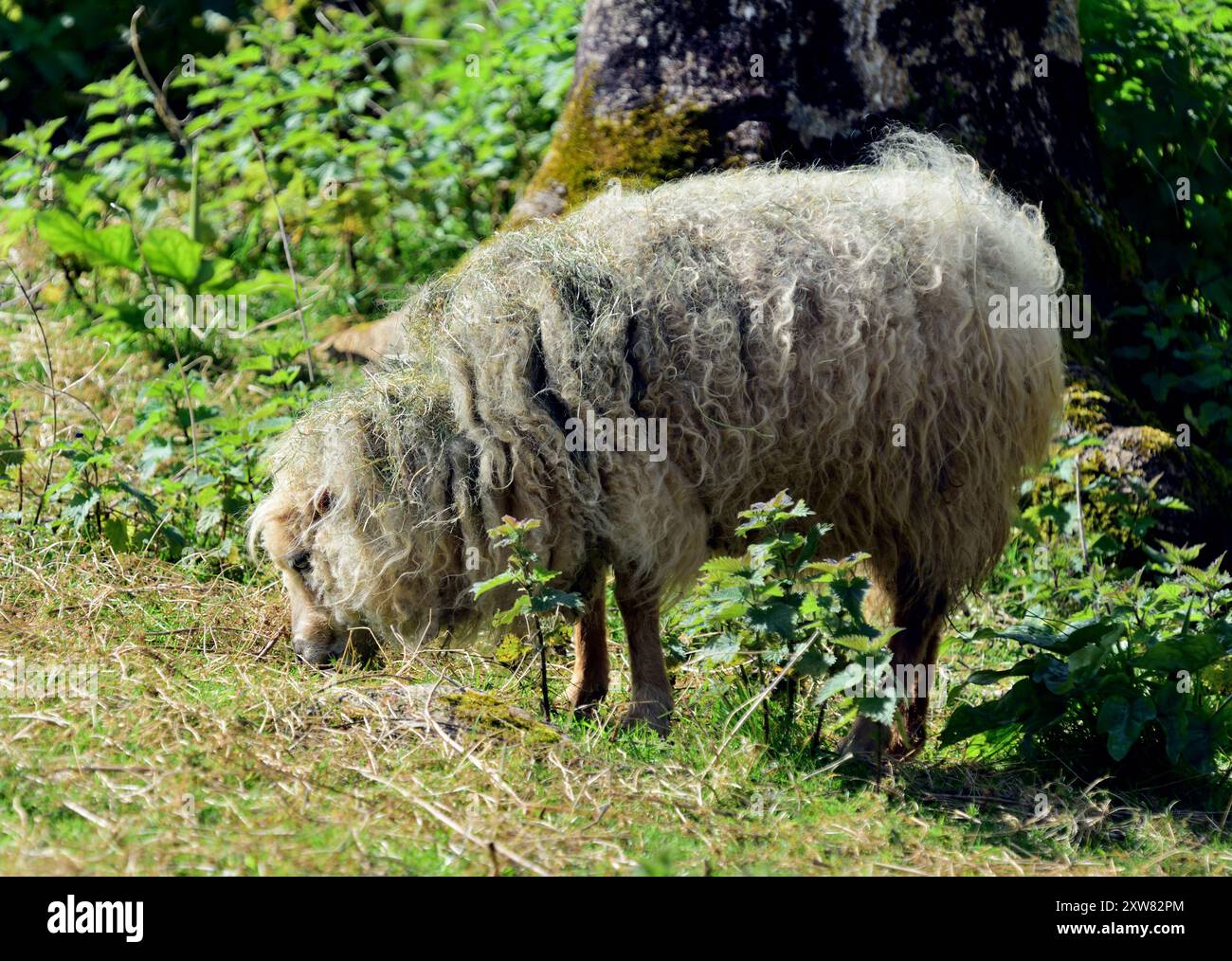 A Ouessant sheep at Paignton zoo, South Devon Stock Photo - Alamy