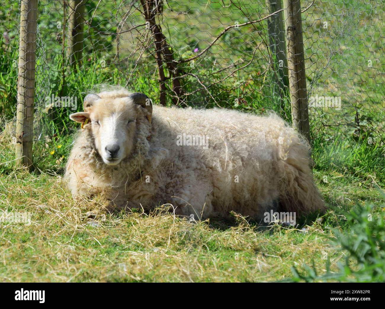 A Ouessant sheep at Paignton zoo, South Devon Stock Photo - Alamy