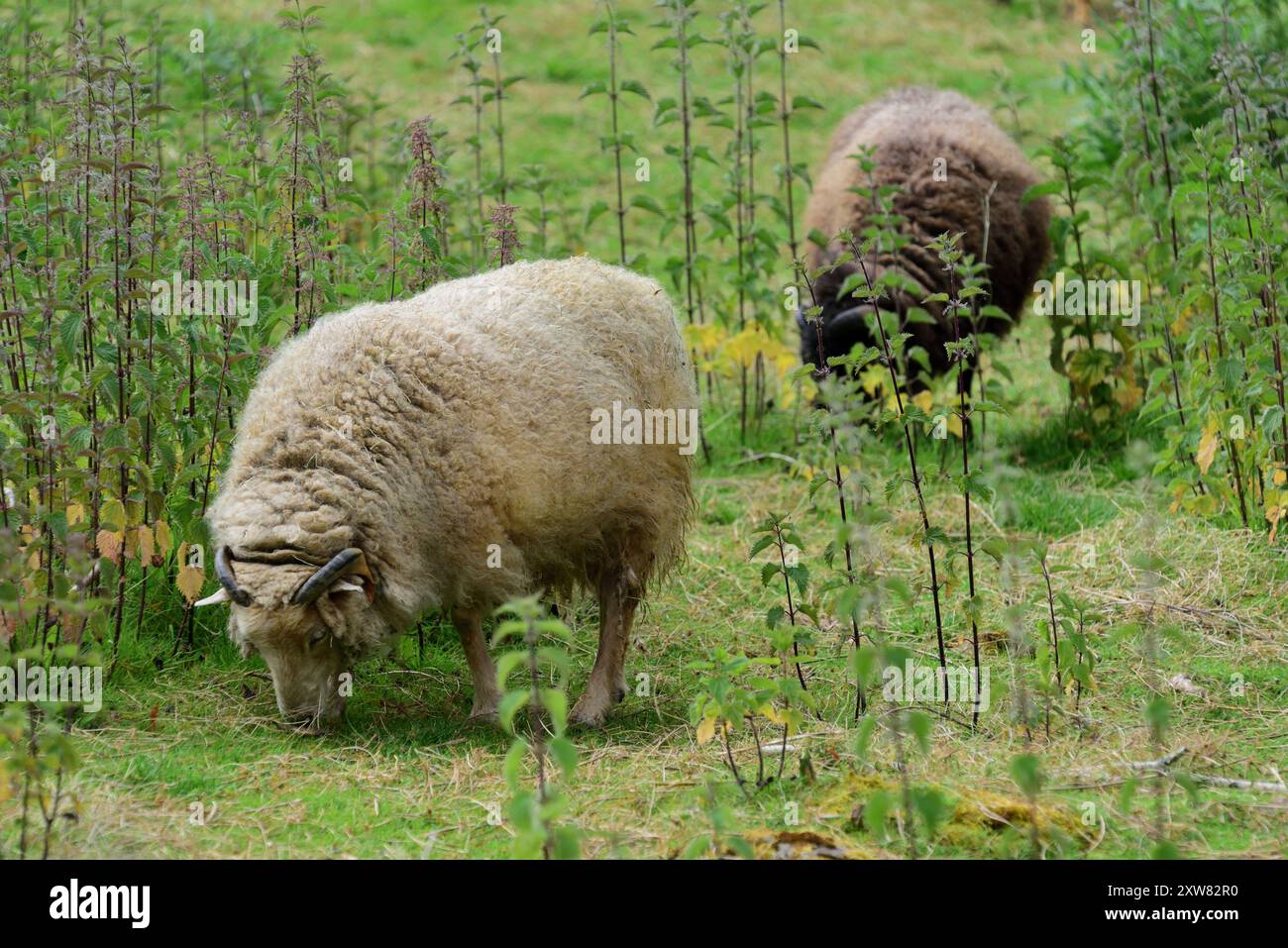 Ouessant sheep at Paignton zoo, South Devon Stock Photo - Alamy