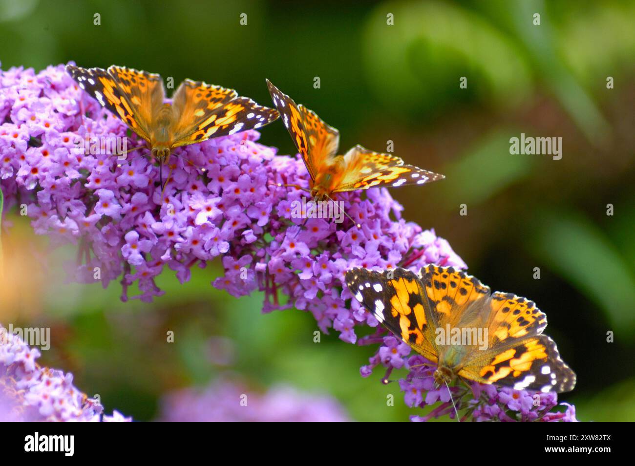 Triple Painted Lady Butterflies (Vanessa cardui) in August Summer Stock ...