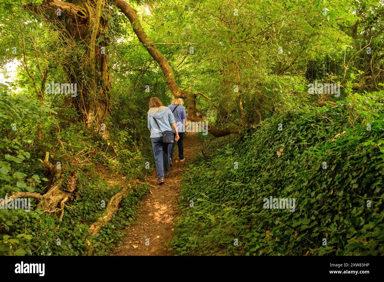 Two women friends walking in the English countryside in summer, ducking ...