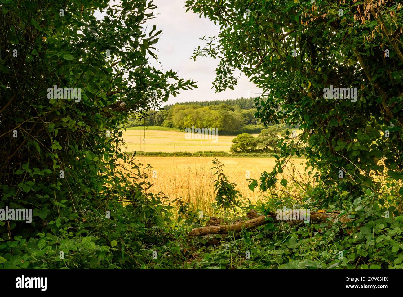 Gold fields hi-res stock photography and images - Alamy